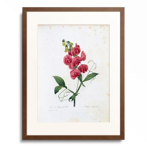Botany / Sweet Pea (Lathyrus latifolia)."Gesse a larges feuilles (…) ".Colour copper engraving, retouched, by Victor aft...