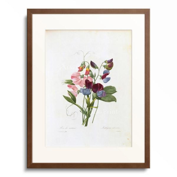 Botany / Sweet Pea (Lathyrus odoratus)."Pois de senteur".Colour copper engraving, retouched, by Langlois after Pierre Jo...