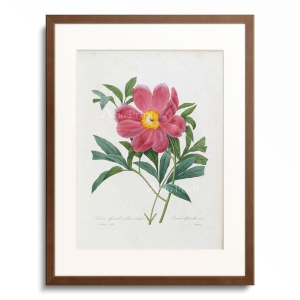 Botany / Peony (Paeonia)."Pivoine officinale a fleurs simples / Paeonia officinalis mas."Colour copper engraving, retouc...