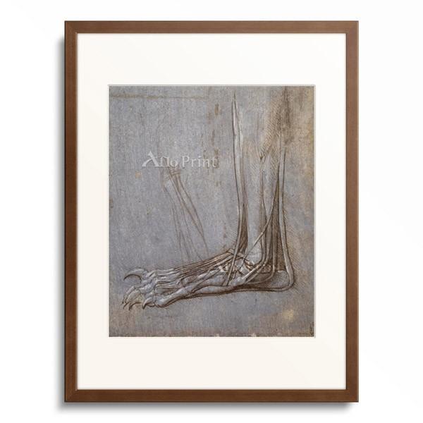 Leonardo da Vinci 1452-1519.Anatomy studie: Extensor tendons of the toes of a bear's paw.Brown ink with white highlights...