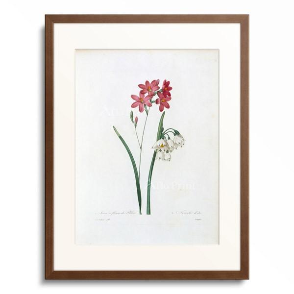 Botany / Ixia."Ixia a fleurs de Phlox / Nivole d’ete".Colour copper engraving, retouched, by Victor after Pierre Joseph ...