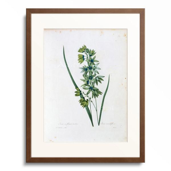 Botany / Turquoise Ixia."Ixia a fleurs verdes / Ixia viridifora".Colour copper engraving, retouched, by Bessin after Pie...