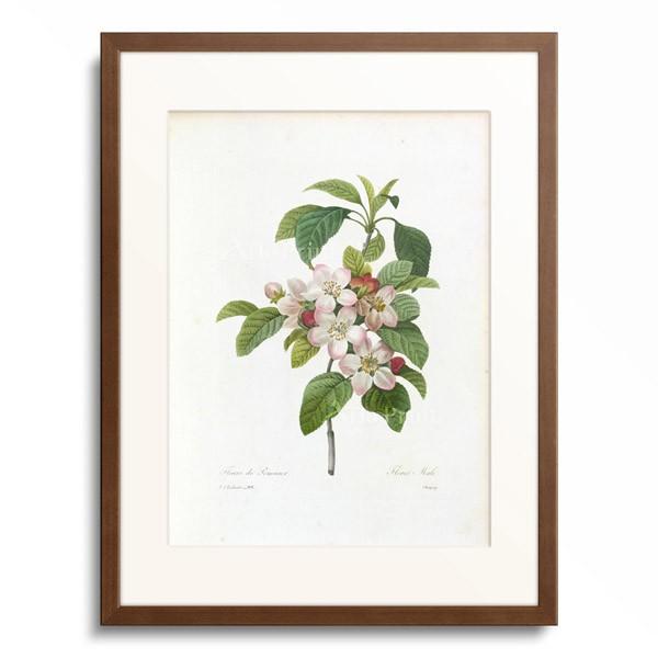 Botany / Apple (Pyrus malus)."Fleurs de Pommier / Flores Mali".Colour copper engraving, retouched, by Chapuy after Pierr...