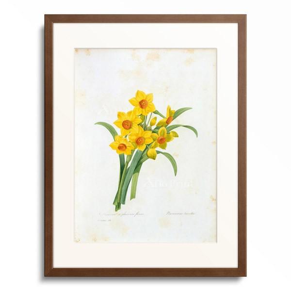 Botanik / Bunch-flowerd Narcissus (Narcissus tazetta)."Narcisse a plusieurs fleurs / Narcissus tazetta".Colour copper en...