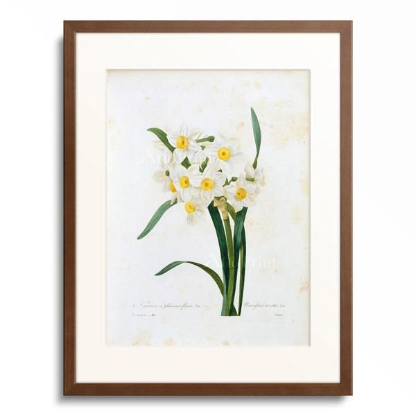 Botany / Bunch-flowered Narcissus (Narcissus tazetta)."Narcisse a plusieurs fleurs Var. Narcissus tazetta Var.".Colour c...