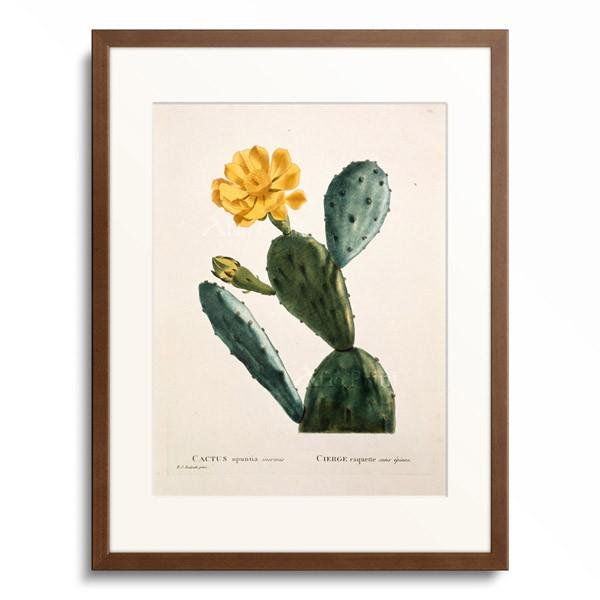 artist: Pierre Joseph Redoutetime period: 18TH CENTURY; 19TH CENTURYtechnique: COPPER ENGRAVING; GRAPHIC ART; GRAPHIC AR...