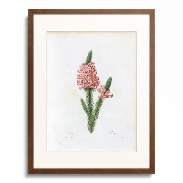 Botany / Tree Heather (Erica arborea)."Erica / Bruyere".Colour copper engraving, retouched, by Langlois after Pierre Jos...