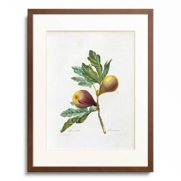 Botany / Fig (Ficus)."Figue violette / Ficus violacea".Colour copper engraving, retouched, by Bessin after Pierre Joseph...