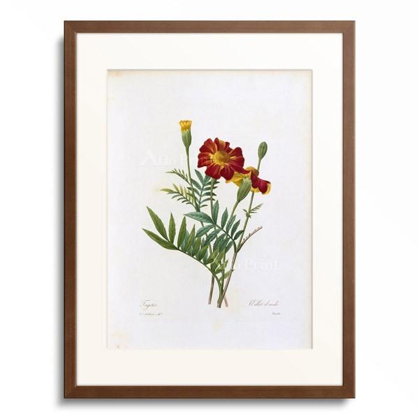 Botany / Tagetes."Tagetes / Oeillet d’Inde".Colour copper engraving, retouched, by Bessin after Pierre Joseph Redoute(17...