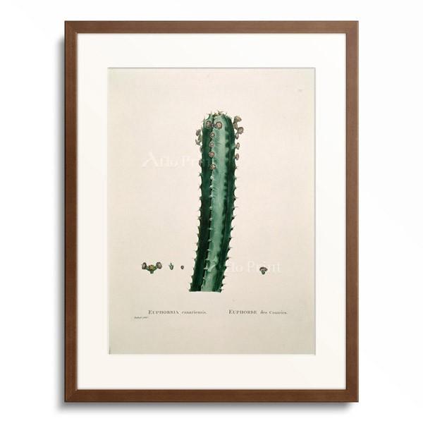 artist: Pierre Joseph Redoutetime period: 18TH CENTURY; 19TH CENTURY; 2ND MILLENNIUM A.D.technique: COPPER ENGRAVING; GR...