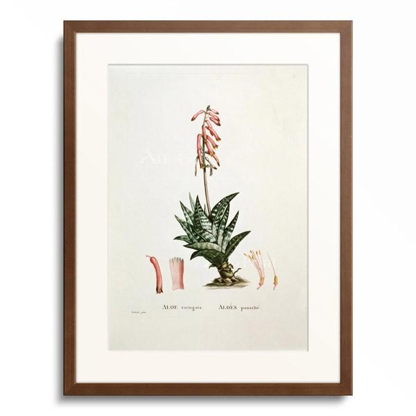 artist: Pierre Joseph Redoutetime period: 18TH CENTURY; 19TH CENTURY; 2ND MILLENNIUM A.D.technique: COPPER ENGRAVING; GR...