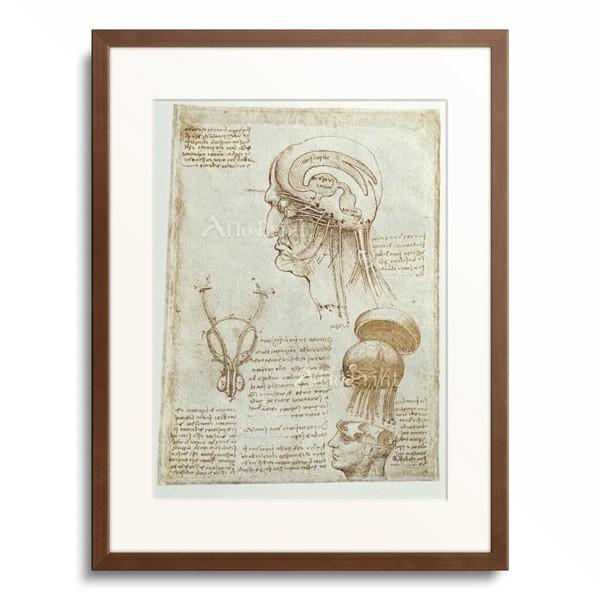 Leonardo da Vinci 1452-1519.Anatomy study: brain, ventricles and cerebral nerves / male urogenital apparatus.Pen-and-ink...