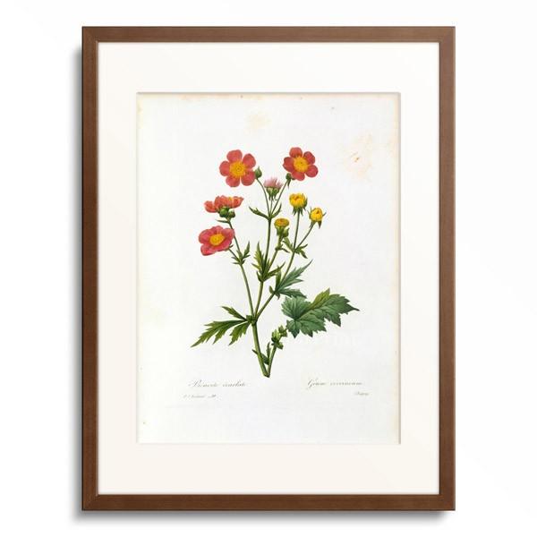 Botany / Geum coccineum (Cooky)."Benoite ecarlate / Geum coccineum".Colour copper engraving, retouched, by Chapuy after ...