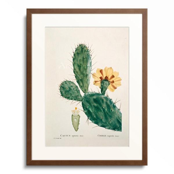 artist: Pierre Joseph Redoutetime period: 18TH CENTURY; 19TH CENTURYtechnique: COPPER ENGRAVING; GRAPHIC ART; GRAPHIC AR...