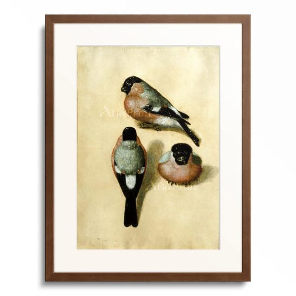 Ornithology.A bird in three positions.Watercolour, ascribed to Albert Durer(1471-1528)Madrid, Escorial.