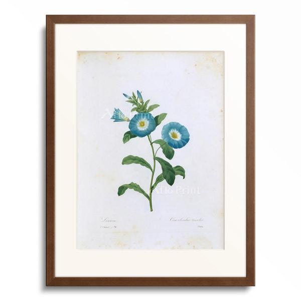 Botany / Dwarf Morning Glory(Convolvulus tricolor)."Liseron / Convolvulus tricolor".Colour copper engraving, retouched, ...