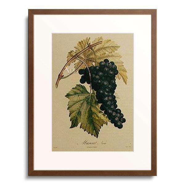 Artist:  Turpin, Pierre Jean Francois,1775-1840 Imagetitle:  Blaue Traube Muscat Noir. Location:  Privatbesitz Stuttgart