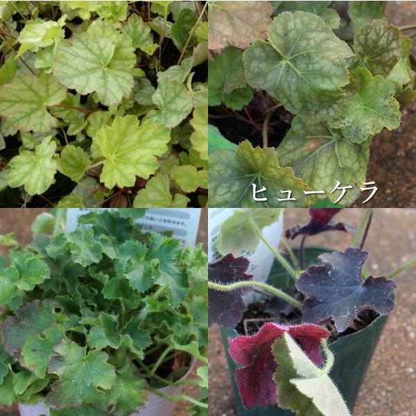 ヒューケラは沢山の種類があり、黒葉のものやミントグリーンのものまで、沢山の美しい品種があります。季節によると釣鐘型の小花が咲きます。耐寒性があり、丈夫で日陰でもよく育ちます。葉色は季節や生育環境によって変化します。花と合わせる寄せ植えに入れ...