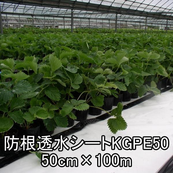 沖縄・離島へのお届けは出来ません。【品名】防根透水シートKGPE50【規格】50cm幅×100m【構造】不織布【製造/生産国】日本育苗から本圃定植移動時や出荷時、防根シートの利用で根切れから発生しやすい病気、作物へのストレスを軽減します。根...