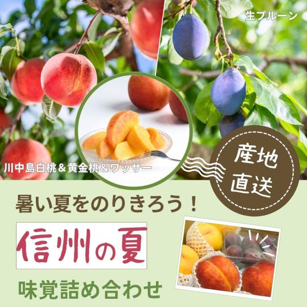 信州の夏を贅沢に味わう、旬のフルーツ4種食べ比べセットです。贈り物にもご自宅用にもおすすめの限定詰め合わせをお手頃価格でお届けします。【セット内容（計4種）】・川中島白桃：2玉（シャキッと心地よい歯ごたえ）・黄金桃：2玉（とろける濃厚な甘み...