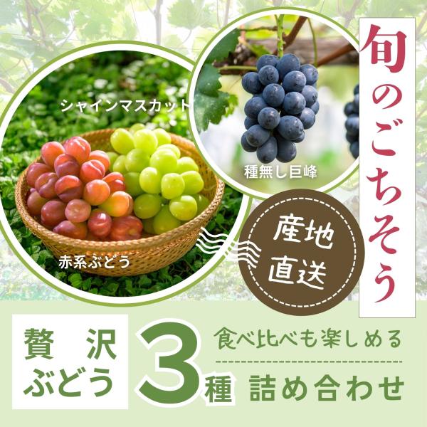 まるで宝石箱！贅沢なぶどう3種食べ比べセット！爆買ひと粒ひと粒がまるで宝石のように美しい、3種のぶどうを詰め合わせた贅沢なセットです。見た目の華やかさはもちろん、食べ比べの楽しさも詰め込んだ“旬のごちそう”を、信州・小布施から直送でお届けし...