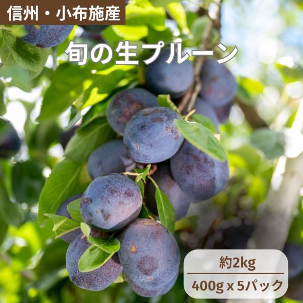 今しか味わえない瑞々しさ！小布施町産生プルーン約2kg「プルーンは乾燥したものしか知らない」という方にこそ食べていただきたい、もぎたてだけの贅沢な味わい。信州の夏の恵み、旬の生プルーン約2kg（400g×5パック）の先行予約をスタートします...