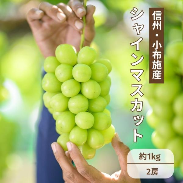 甘さ、食感、華やかな香りが揃った大人気の「シャインマスカット」約1kg（2房入）！爆買信州小布施の豊かな大地と寒暖差が育んだマスカットは、驚くほど糖度が高くジューシー。一口かじれば、パリッと弾ける歯ごたえとともに、上品で爽やかな香りが口いっ...