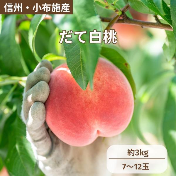 硬い桃がお好きな方に自信を持っておすすめしたい逸品！晩生品種の代表格「だて白桃」の先行予約をスタートします。夏の終わりの太陽をたっぷりと浴びて、信州小布施の豊かな自然の中でじっくりと育ちました。【だて白桃の魅力】★硬い桃好き必見：出荷直後は...