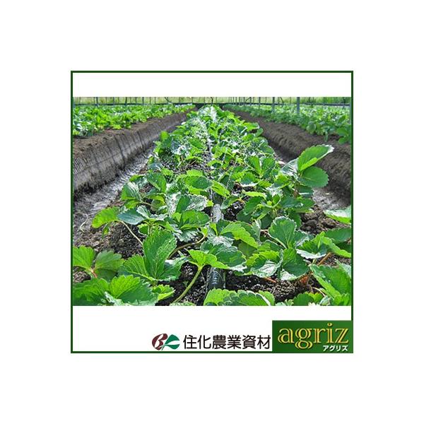 イチゴ（いちご・苺）高設栽培、イチゴ（いちご、苺）、キク（菊）、カーネーション、トルコギキョウ、カスミソウ（かすみ草）、ストック、スターチスなどの切り花類