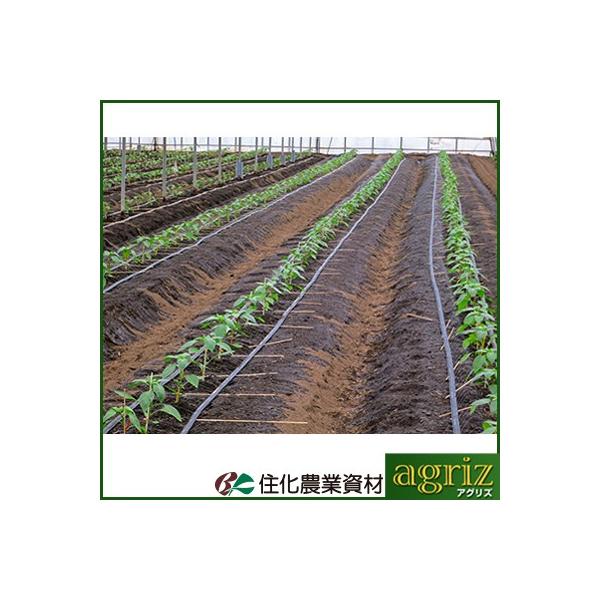 トマトベンチ栽培、トマト（とまと）、パプリカ、ピーマン、ナス（なす）等果菜類、キク（菊）、カーネーション、トルコギキョウ、カスミソウ（かすみ草）、ストック、スターチスなど切り花類