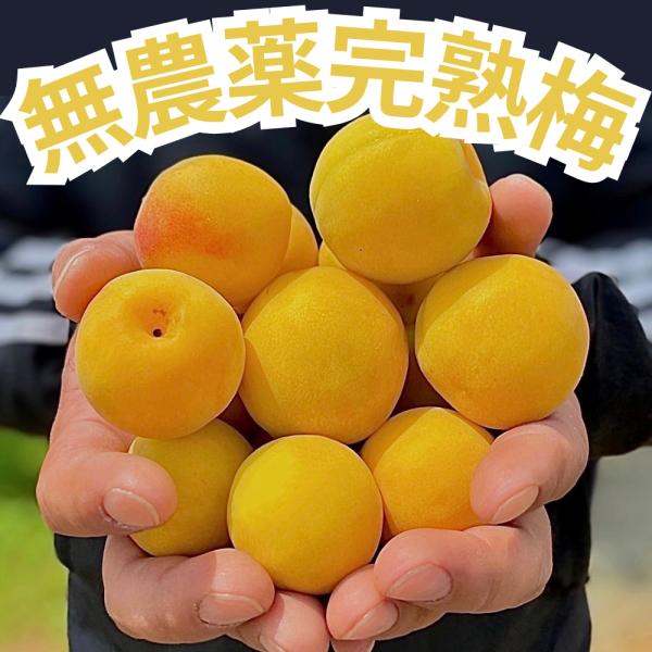 【発売日：2025年06月13日】和歌山県産、紀州南高梅の完熟梅になります。無農薬、化学肥料不使用、除草剤不使用です。梅干し、梅シロップ等々にご使用いただけます。■商品■　南高梅（完熟梅）■内容量■　約3キロ■発送情報■　発送予定（納期情報...