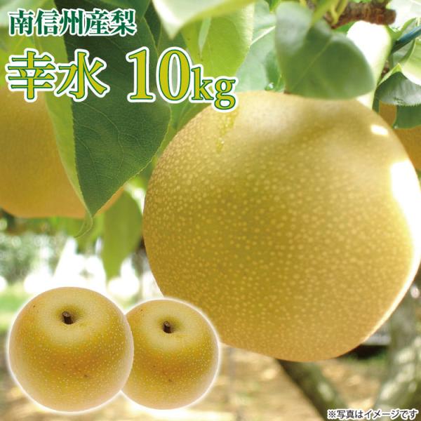 【発売日：2026年08月31日】＼「旬」直送便！／ドーンとたっぷり10kg！長野県南信州地域で育ったみずみずしい幸水梨を産地直送でお届けします。
