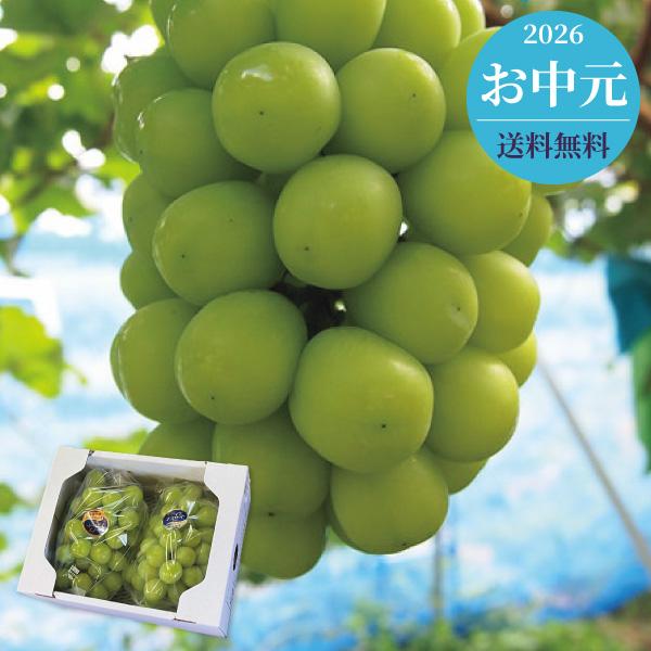 お届け日：7/12頃から8/12頃●岡山県産シャインマスカット（赤秀ハウス）2房　計1.5kg●化粧箱入●箱サイズ：約19×26×13cm●箱重量：約260g●梱包詳細：透明袋→発砲ネット→短冊→保証書●包装：包装なし●二重包装対応：不可●...