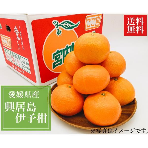 興居島伊予柑は松山市の沖合に浮かぶ小さな島（興居島）で栽培されています。興居島は島特有の豊富な日照量と温暖で雨の少ない気候に恵まれ、伊予柑の栽培に適した産地です。樹上で熟してから収穫するので外皮の色も良く、甘みと酸味のバランスの良い伊予柑に...