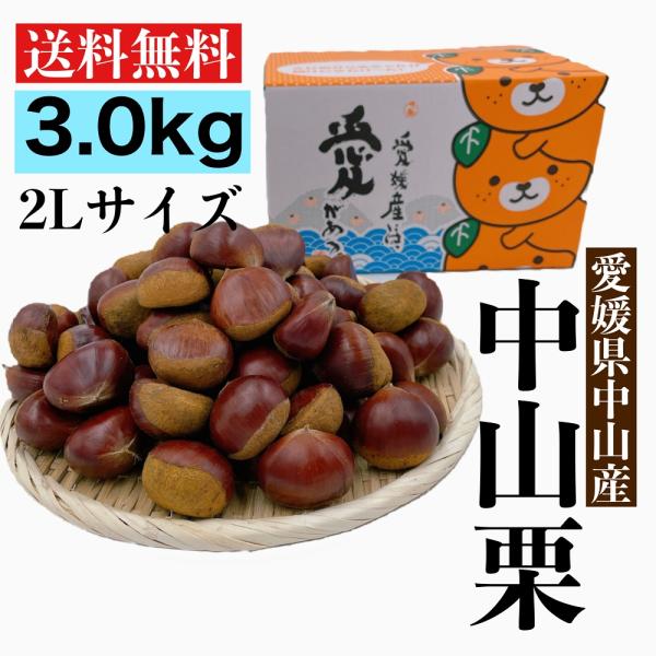 【発売日：2026年09月26日】【2026年9月下旬より出荷開始予定】※青果物のため生育状況により出荷日が前後する可能性がございます。中山栗は、愛媛県のブランド栗です。中山町は山間部に面しているため、水はけがよく昼夜の温度差が大きいため、...