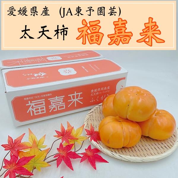 【発売日：2026年11月24日】【2026年11月下旬以降出荷予定】愛媛県周桑地区は柿の栽培に適した土地条件に恵まれ、全国に先駆けて太天柿の産地化に取り組んでいます。この地区では周桑地区の中でも選ばれた生育に最も適した土地で丁寧に育てられ...