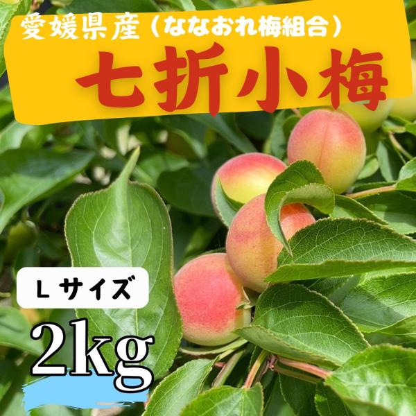 【発売日：2026年05月28日】七折小梅は愛媛県砥部町の地域特産ブランド品です。小梅としては大粒ですが、種は小さく、皮・果肉共に柔らかいため舌ざわりの良い特徴があります。糖度も高く、香りも良好なため様々な食べ方を楽しんでいただける品種とな...