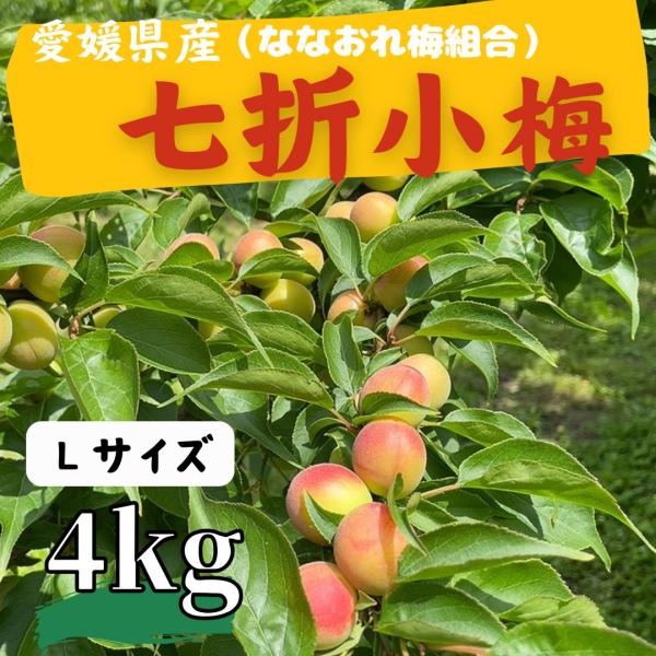 【発売日：2026年05月28日】七折小梅は愛媛県砥部町の地域特産ブランド品です。小梅としては大粒ですが、種は小さく、皮・果肉共に柔らかいため舌ざわりの良い特徴があります。糖度も高く、香りも良好なため様々な食べ方を楽しんでいただける品種とな...