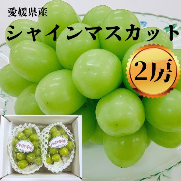 【発売日：2026年09月01日】【2026年9月1日より出荷予定】※青果物のため生育状況によっては出荷時期が前後する場合もございます。シャインマスカットは、しっかりとした甘さと皮ごと食べられる手軽さが特徴の商品となります。また、皮も薄く食...