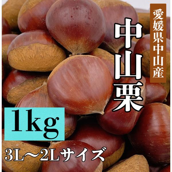 【発売日：2026年09月30日】【2026年9月下旬以降出荷予定】※生育状況により出荷日が前後する場合がございます。中山栗は、愛媛県のブランド栗です。中山町は山間部に面しているため、水はけがよく昼夜の温度差が大きいため、栗の栽培に適した産...