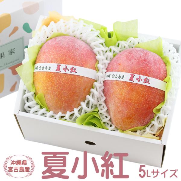 【完熟 マンゴーフルーツ 果物 プレゼント お礼 お返し ご挨拶 手土産 お祝 誕生日 お誕生日 婚礼祝い 出産祝 出産内祝 出産 内祝い お返し 快気祝い 快気内祝い お見舞い 快気祝 粗品 コンペ 景品 お供え 贈り物 お供え物 お悔や...