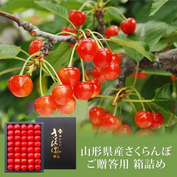 プチッとした歯ごたえと甘酸っぱい味わい。鮮やかな色と確かなおいしさでお中元や初夏のギフトとして人気のフルーツ「さくらんぼ」の詰め合わせです。[品名] さくらんぼ（山形産）[品種] 佐藤錦または紅秀峰（指定不可）[規格] 秀品Lサイズ[温度帯...