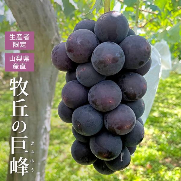 パンパンに実がつまり、大粒で食べ応えのあるボリューミーな果肉と、口がきゅ〜と喜ぶ甘酸っぱいたっぷり果汁。黒ぶどうの王様とも呼ばれる「巨峰（きょほう）」をお届けいたします。[品名] 巨峰(露地栽培)[内容量] 3〜4房(約1.4kg前後)[産...