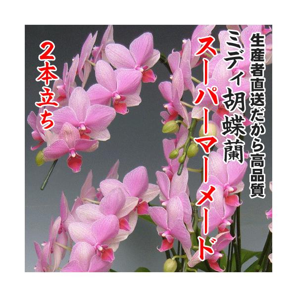 開花後に出荷する胡蝶蘭だからこそ花保ちの違いが出ます。しかも日本屈指の生産者なので花勢が違います。開店、開業、お礼、退職、移転、楽屋見舞い、結婚祝い、誕生日、記念日、ビジネス、お歳暮、福袋、景品、クリスマス、母の日、父の日、お悔みなど様々な...