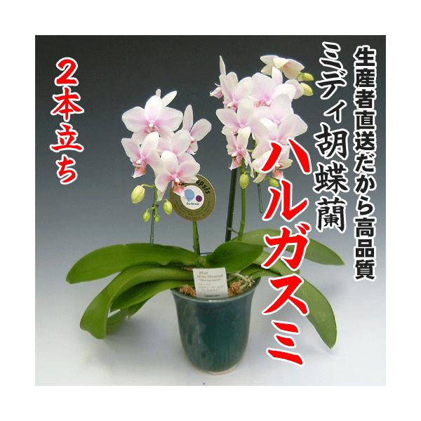 開花後に出荷する胡蝶蘭だからこそ花保ちの違いが出ます。しかも日本屈指の生産者なので花勢が違います。開店、開業、お礼、退職、移転、楽屋見舞い、結婚祝い、誕生日、記念日、ビジネス、お歳暮、福袋、景品、クリスマス、母の日、父の日、お悔みなど様々な...