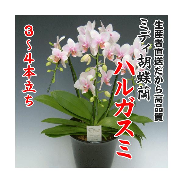 開店・開業・お礼・退職・移転・楽屋見舞い・結婚祝い・誕生日・記念日・ビジネス・お歳暮・福袋・景品・クリスマス・お悔みetc　あなたの贈る胡蝶蘭が特別な存在になるような高品質で大きく立派な胡蝶蘭です。※この商品は配送が特別仕様となるため別運賃...