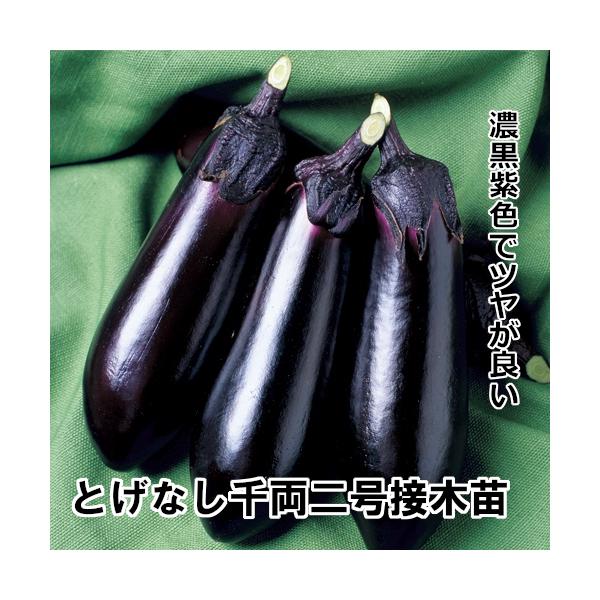 【発売日：2026年03月15日】9cm黒ポット　接木苗-日本のナスの定番品種！さまざまな調理に使える中長なす！    夏秋どりを中心に、広範囲な作型で最も人気の長卵形品種です。    果色は濃黒紫色でツヤや果ぞろい良く品質の高い果実がたく...