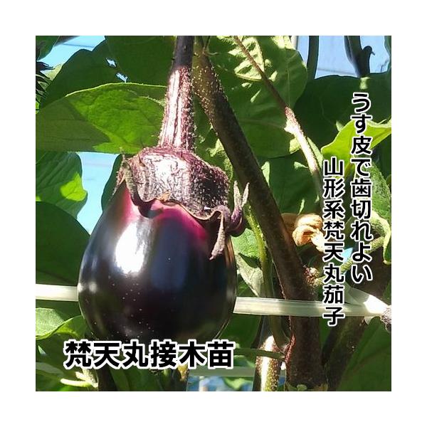 【発売日：2026年03月15日】9cm　接木苗-山形系梵天丸なす    草勢は中位で草姿は開張型、葉型やや細い中葉系。    丸茄子としては着果数も多く多収性の早生種。    丸形で浅漬け用の小茄子から煮ナス、焼ナス用まで幅広く使えます。...