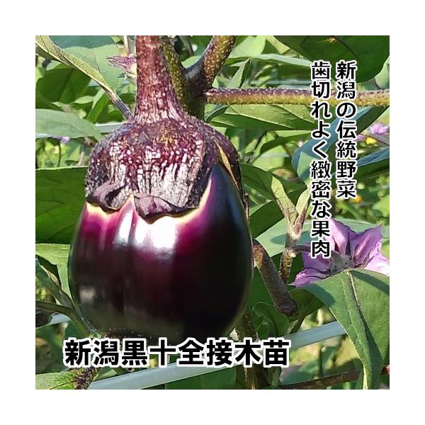 【発売日：2026年03月15日】9cmポット　-新潟伝統野菜　浅漬けに最適なキンチャク型のなす    新潟県下に在来する巾着なす「十全」「梨茄子」を改良した品種です。    濃黒紫色で光沢が強い幅広の巾着形で、シワが多く、花落ち部が大きい...