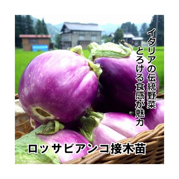 【発売日：2026年03月15日】9cmポット-青枯病に強い台太郎台木を使用の接木苗    ヘタは鮮やかな緑色で果色は、赤紫と白のマーブルが美しい。    果形は短卵の大型種で直径10〜12cmで収穫します。    草勢は強く、着果も良好。...